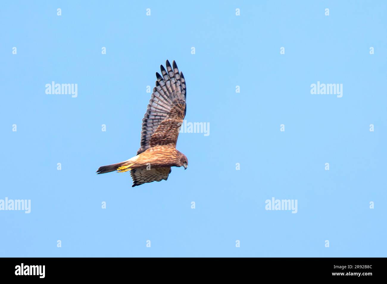 Marsh harriers hi-res stock photography and images - Alamy