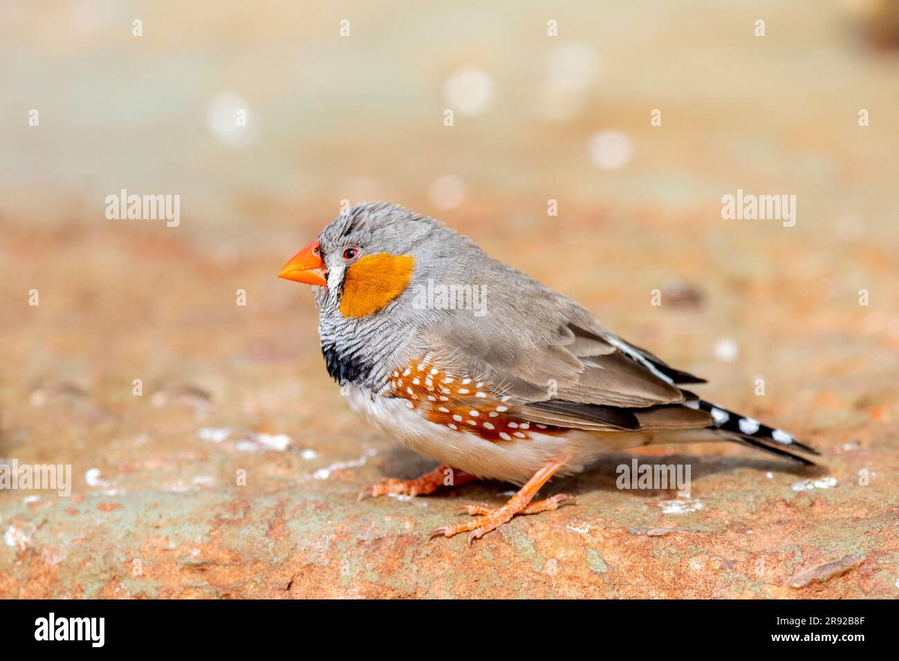 Australian finches hi-res stock photography and images - Alamy