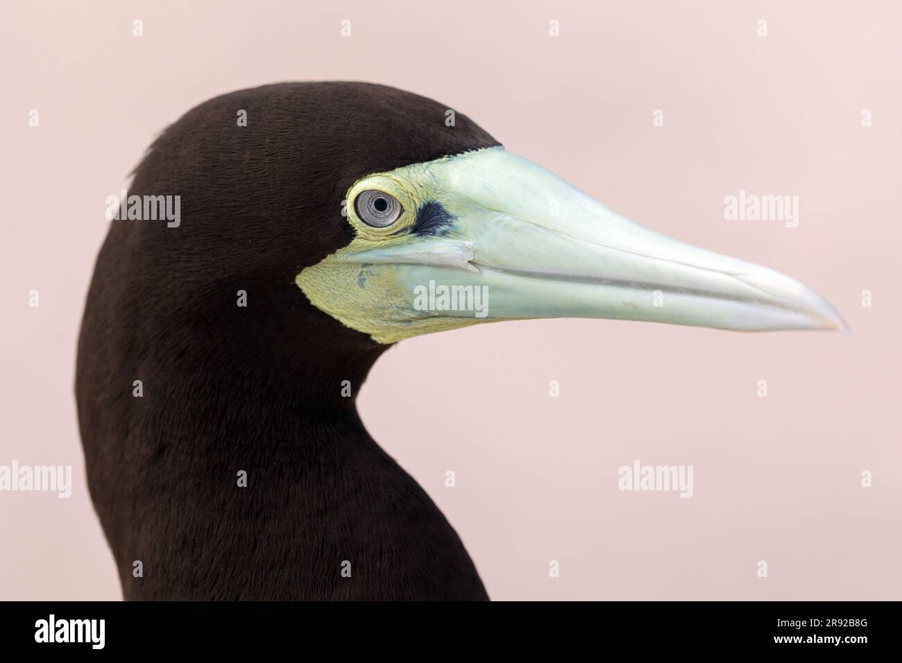 brown booby (Sula leucogaster), portrai, Australia, Queensland, Great ...