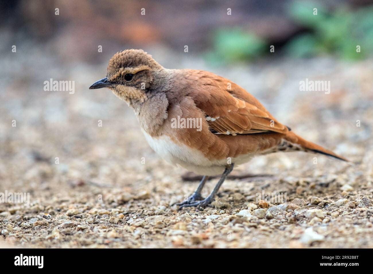 cinnamon quail thrush (Cinclosoma cinnamomeum), sitting on the ...