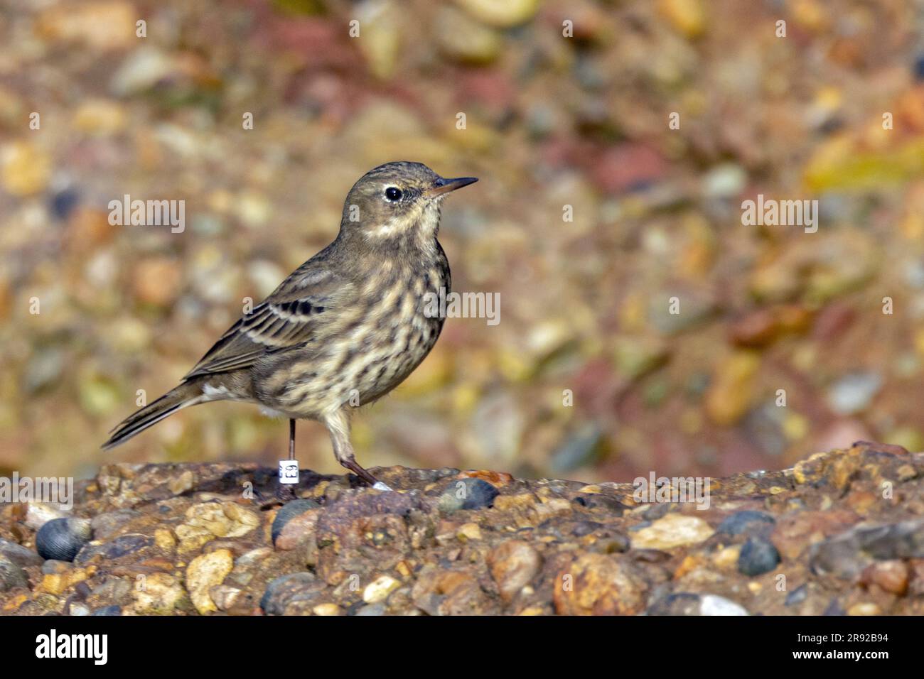 Rock pitpit (Anthus petrosus), sitting on a coastal rock, beringed ...