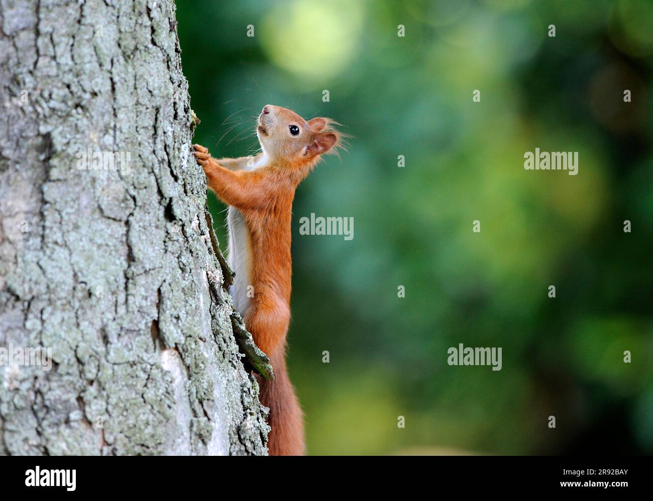 European red squirrel, Eurasian red squirrel (Sciurus vulgaris ...
