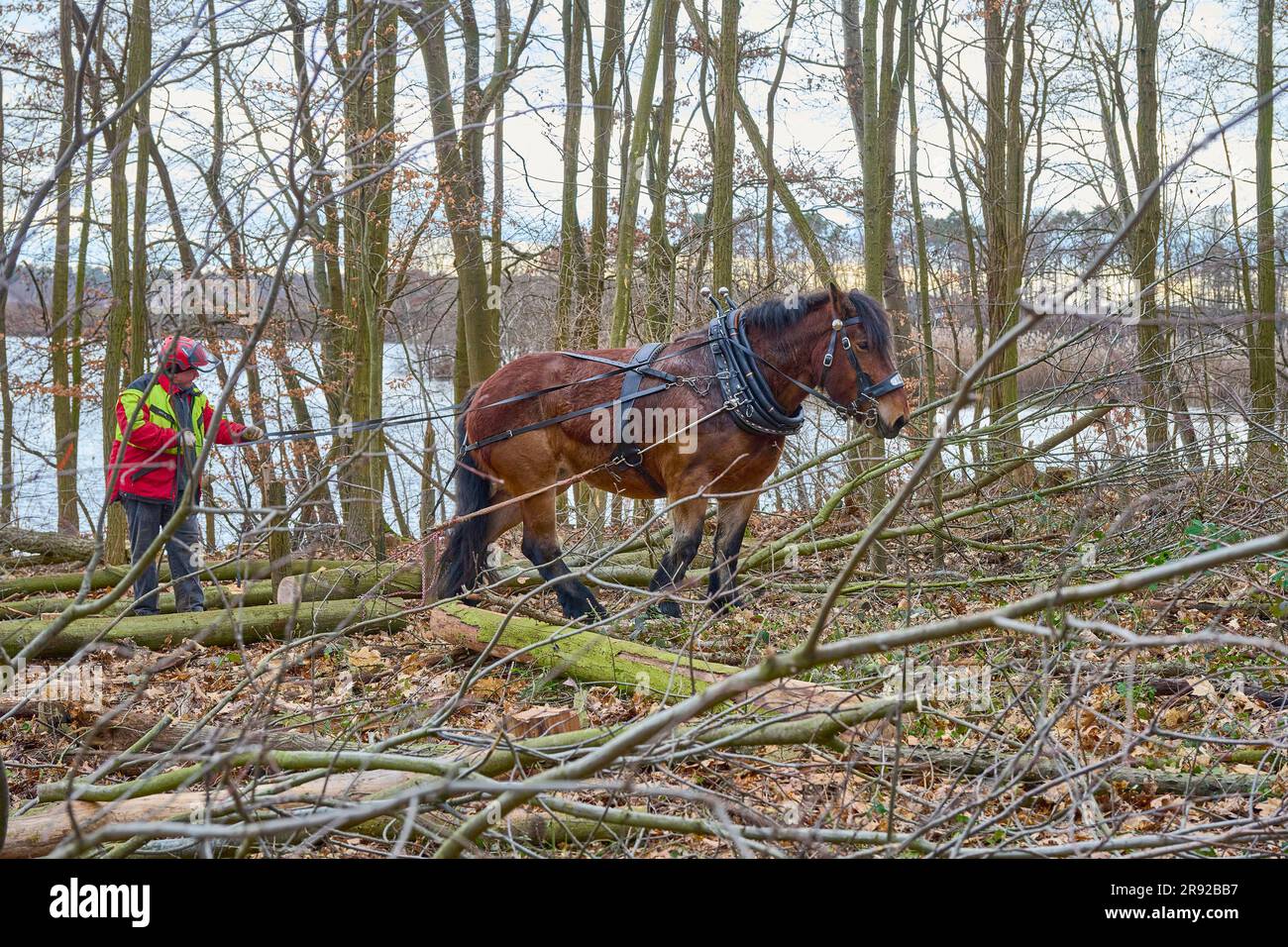 Belgian, Belgian Draft (Equus przewalskii f. caballus), logging horse ...