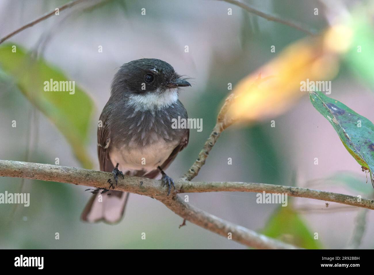 northern fantail (Rhipidura rufiventris), sitting on a branch ...