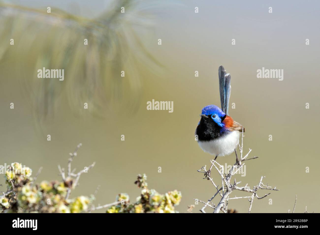 variegated wren (Malurus lamberti), male on a bush, Australia ...