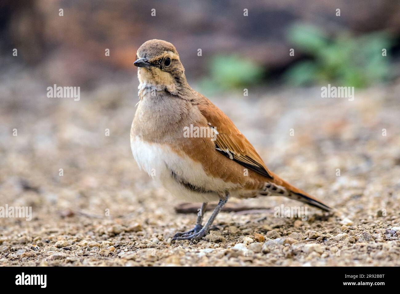 cinnamon quail thrush (Cinclosoma cinnamomeum), sitting on the ...