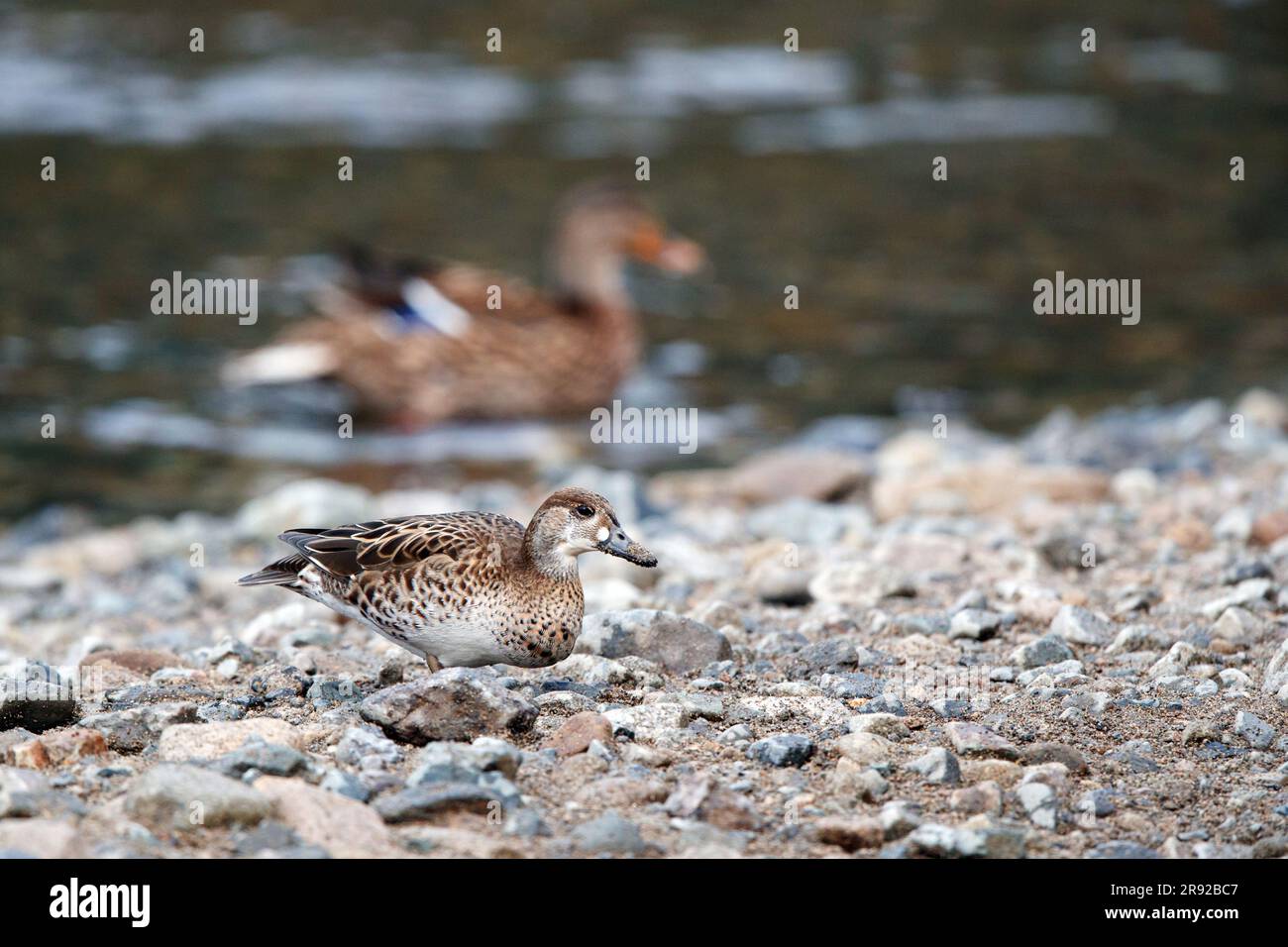 baikal teal (Anas formosa, Nettion formosum), Wintering female walking ...
