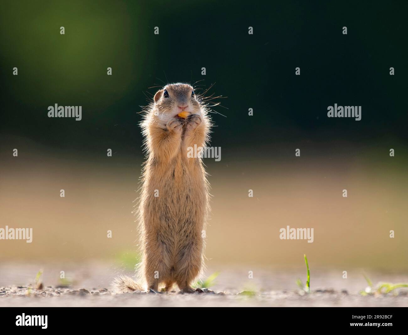 European ground squirrel, European suslik, European souslik (Citellus ...