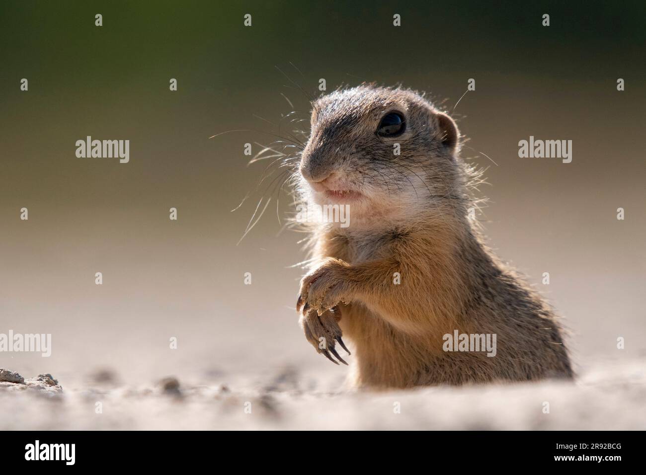 European ground squirrel, European suslik, European souslik (Citellus ...