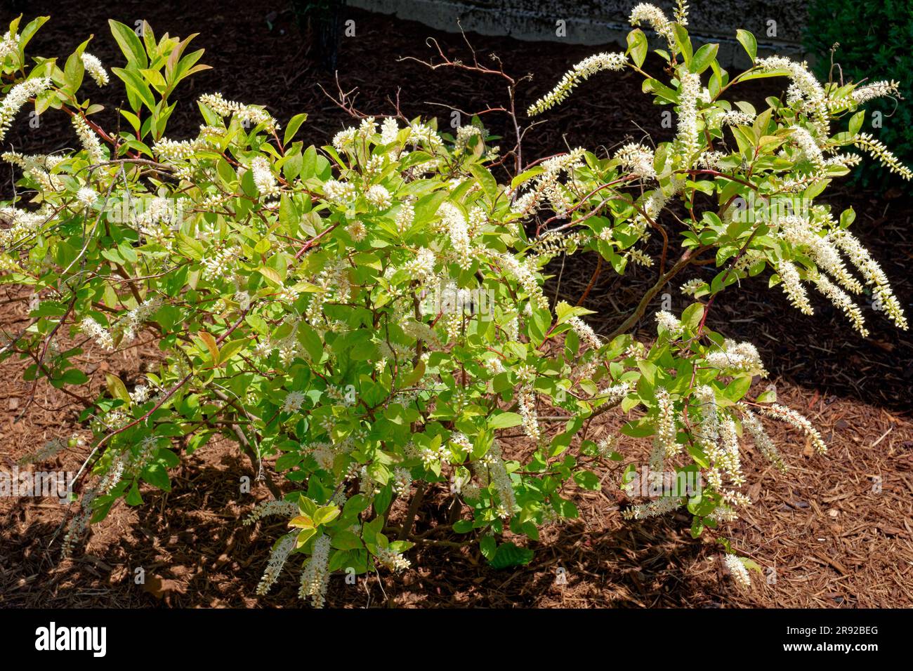 Long arching stems hi-res stock photography and images - Alamy