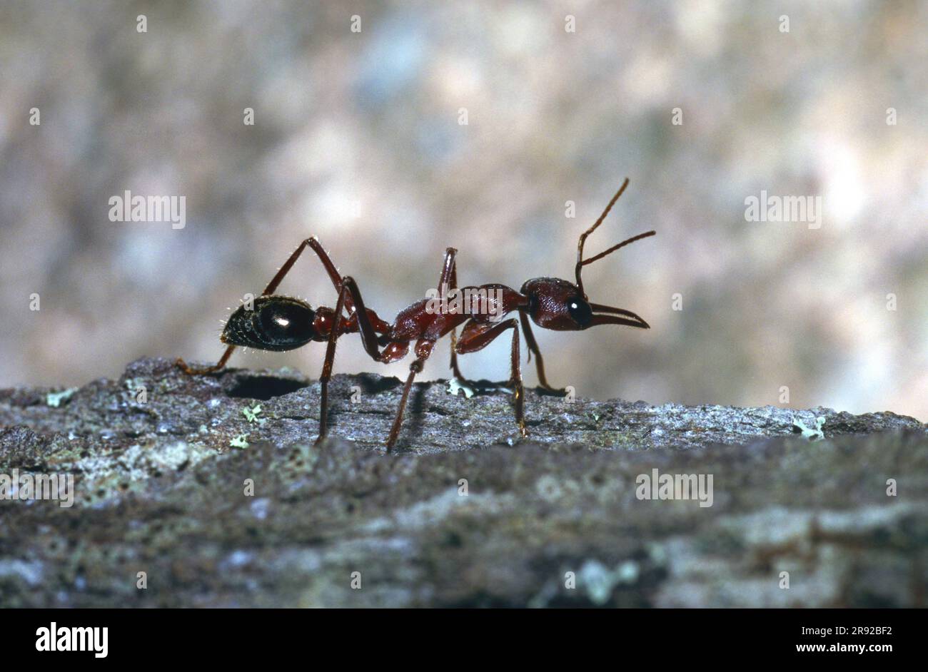 Ants In Brsibane Australia