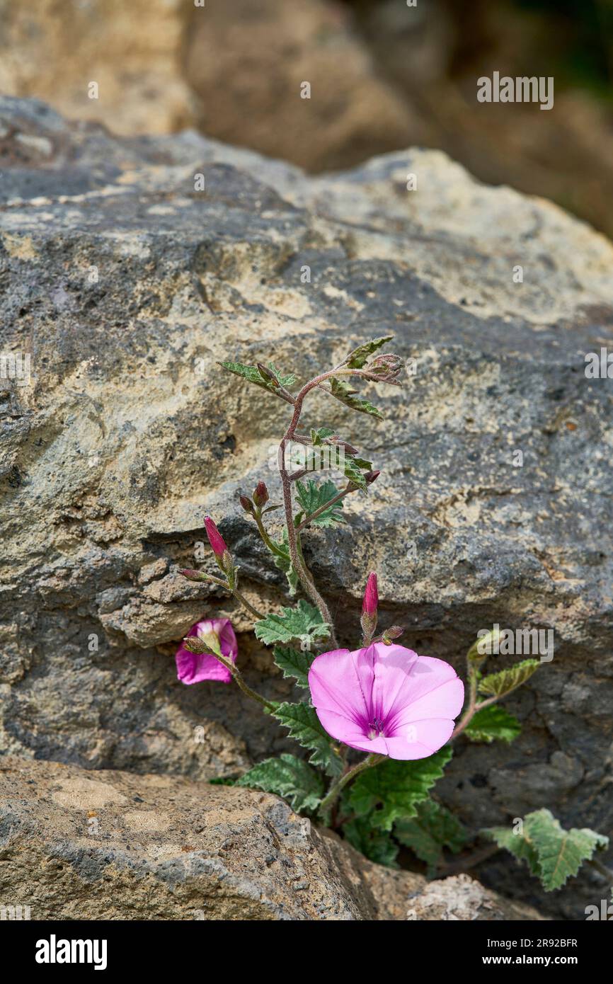 Mallow leaved bindweed, Mallow-leaved bindweed (Convolvulus althaeoides ...