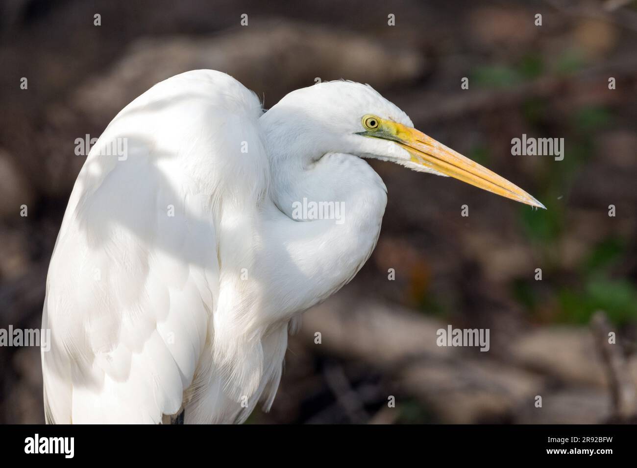 Eastern great egret, Eastern Great White Egret (Egretta alba modesta ...