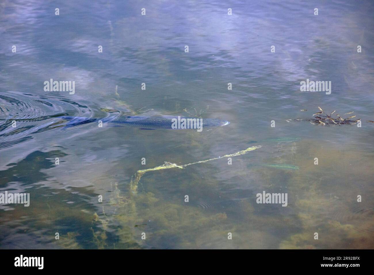 asp (Aspius aspius, Leuciscus aspius), hunting, with fleeing small ...