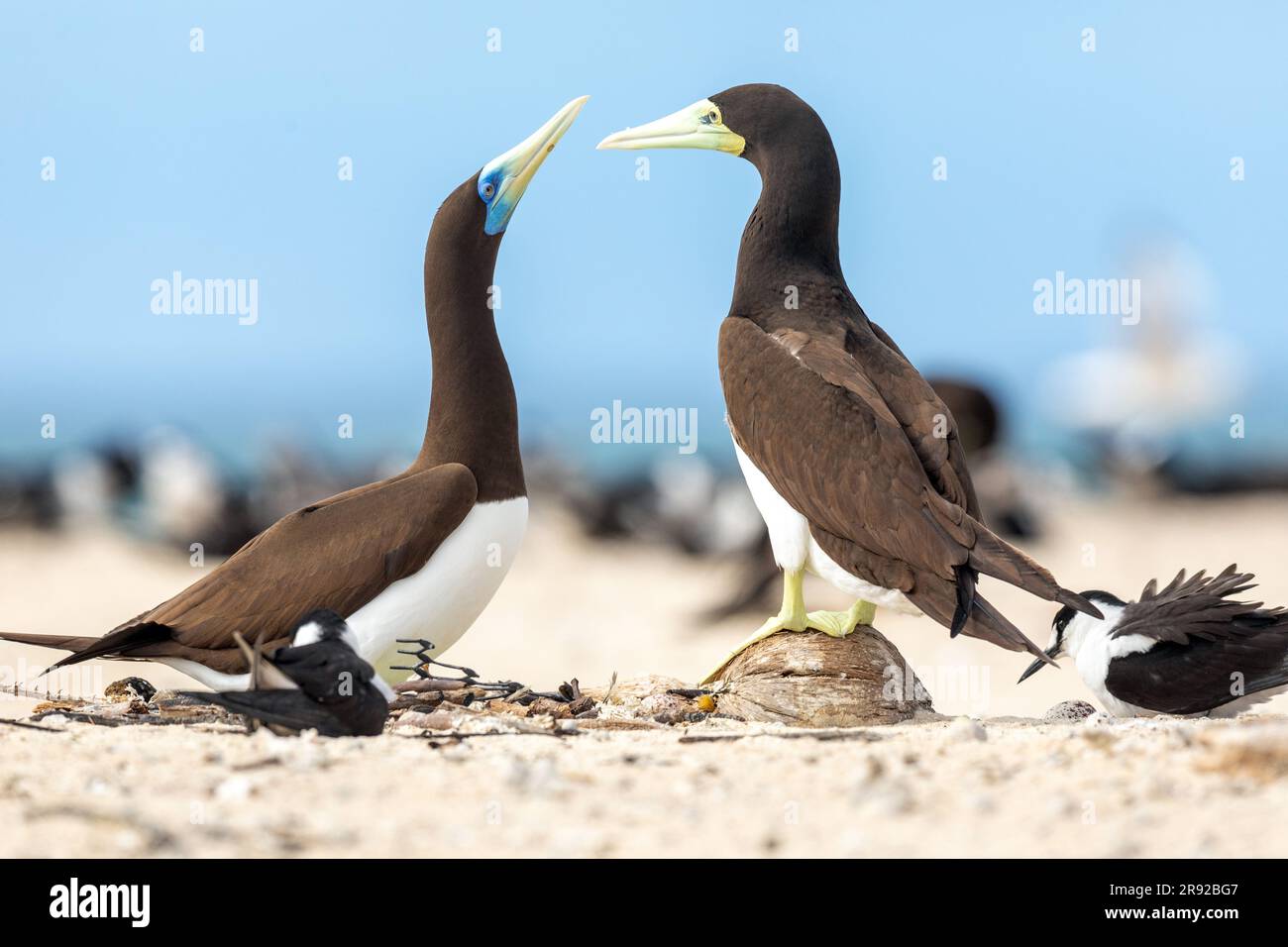 brown booby (Sula leucogaster), two on the beach, Australia, Queensland ...