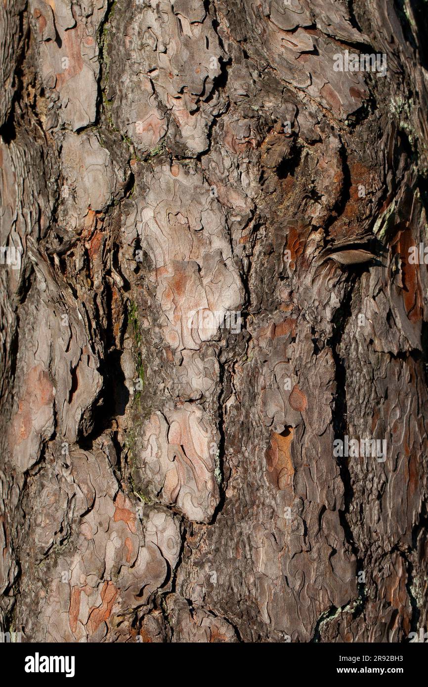 Scotch kiefer pinus sylvestris hi-res stock photography and images - Alamy