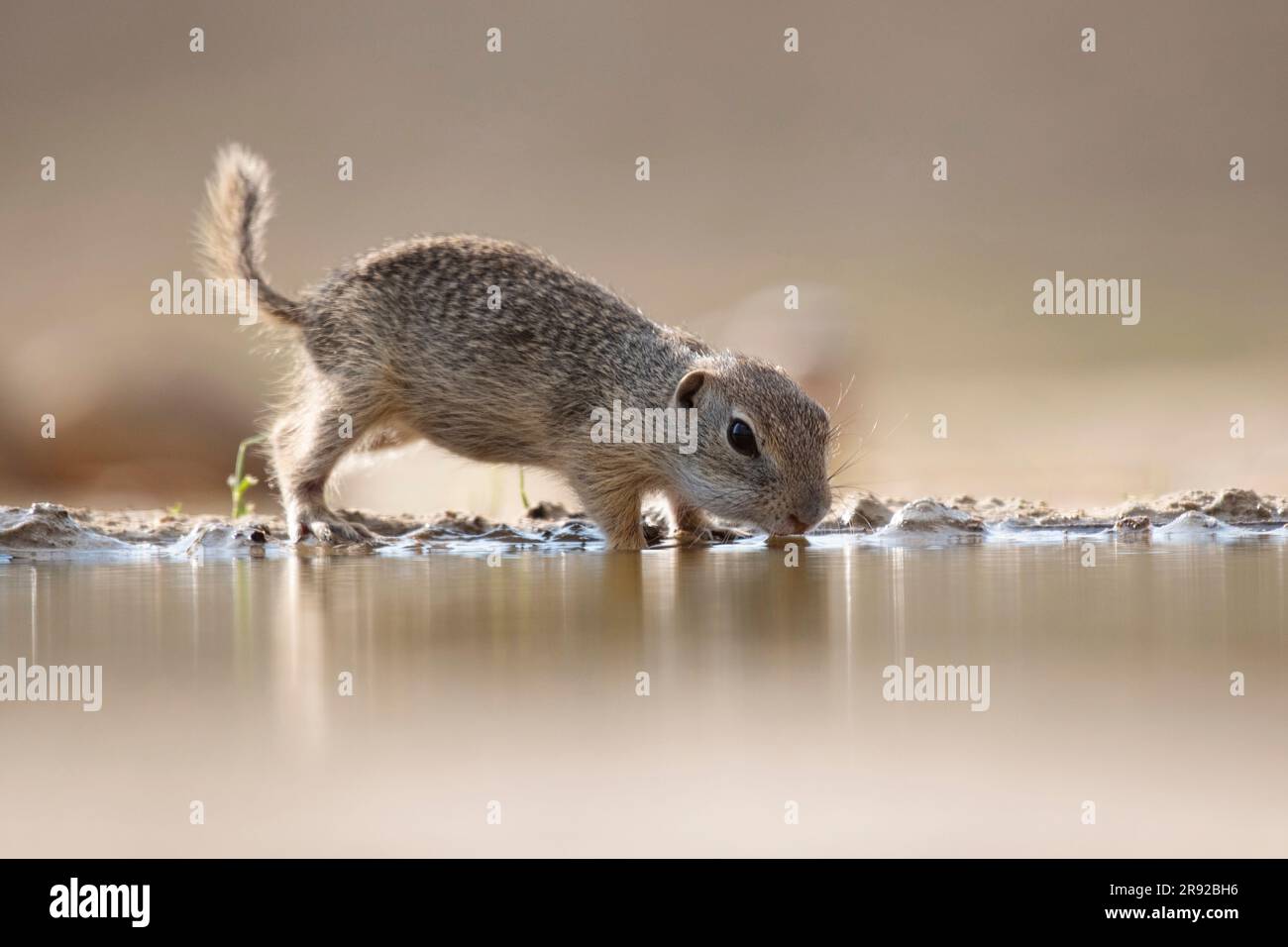 European ground squirrel, European suslik, European souslik (Citellus ...