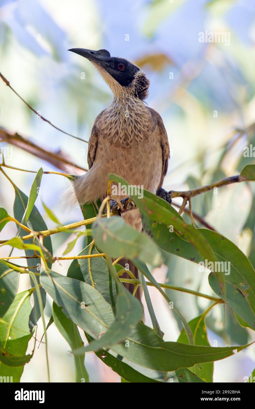 silver-crowned friarbird (Philemon argenticeps), sitting on Eucalyptus ...