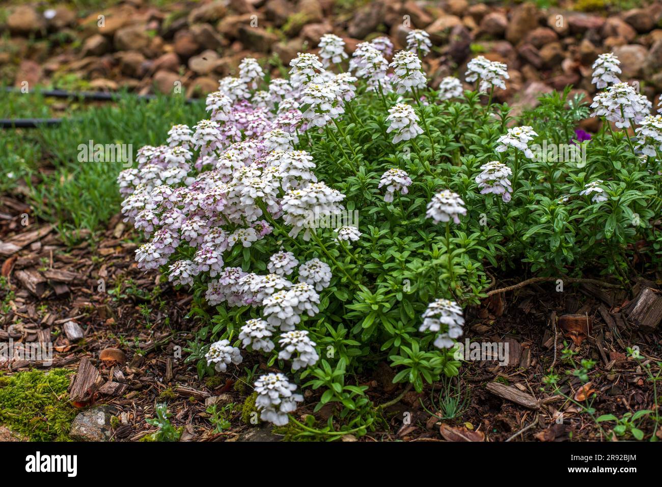 Iberis candytuft rock garden hi-res stock photography and images - Alamy