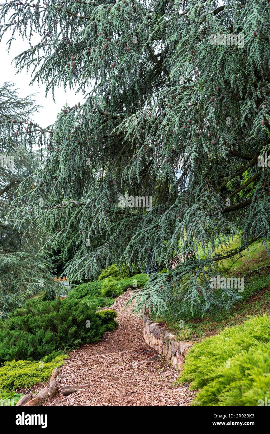 pine trees in a large garden in spring, beautiful pine trees Stock ...
