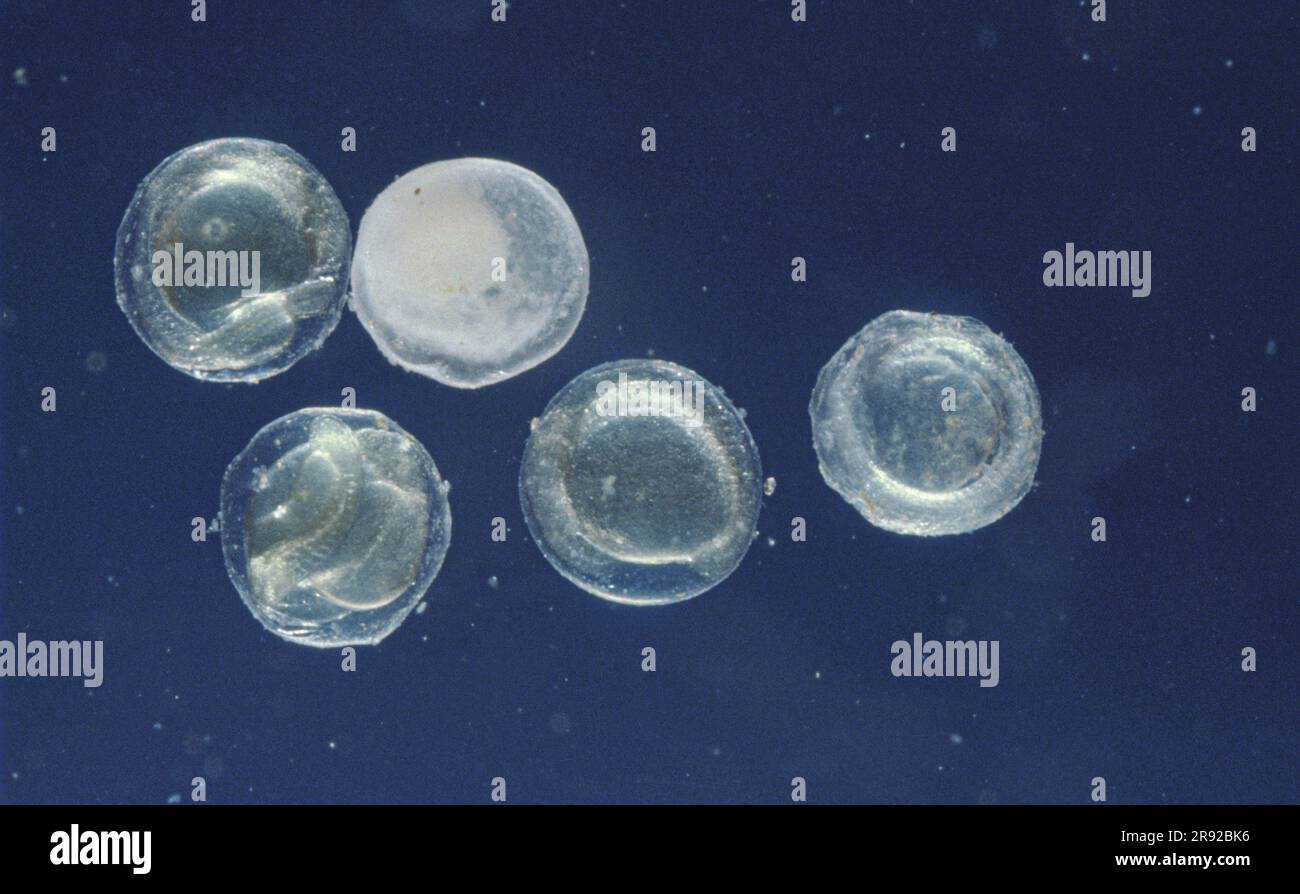 Japanese weatherfish (Misgurnus anguillicaudatus), eggs in early eyed ...