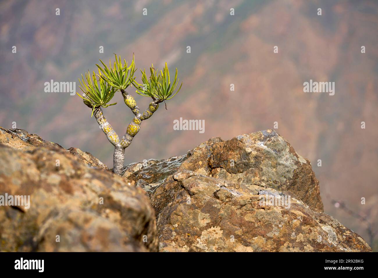 Verode, Berode (Kleinia neriifolia, Senecio kleinia), growing between ...