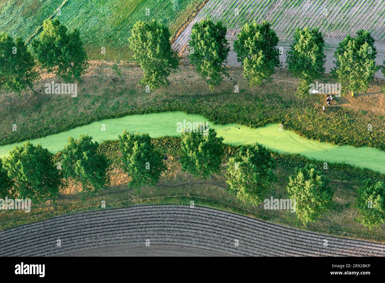 aerial view of eutrophic watercourse Eekloosche Watergang in field ...