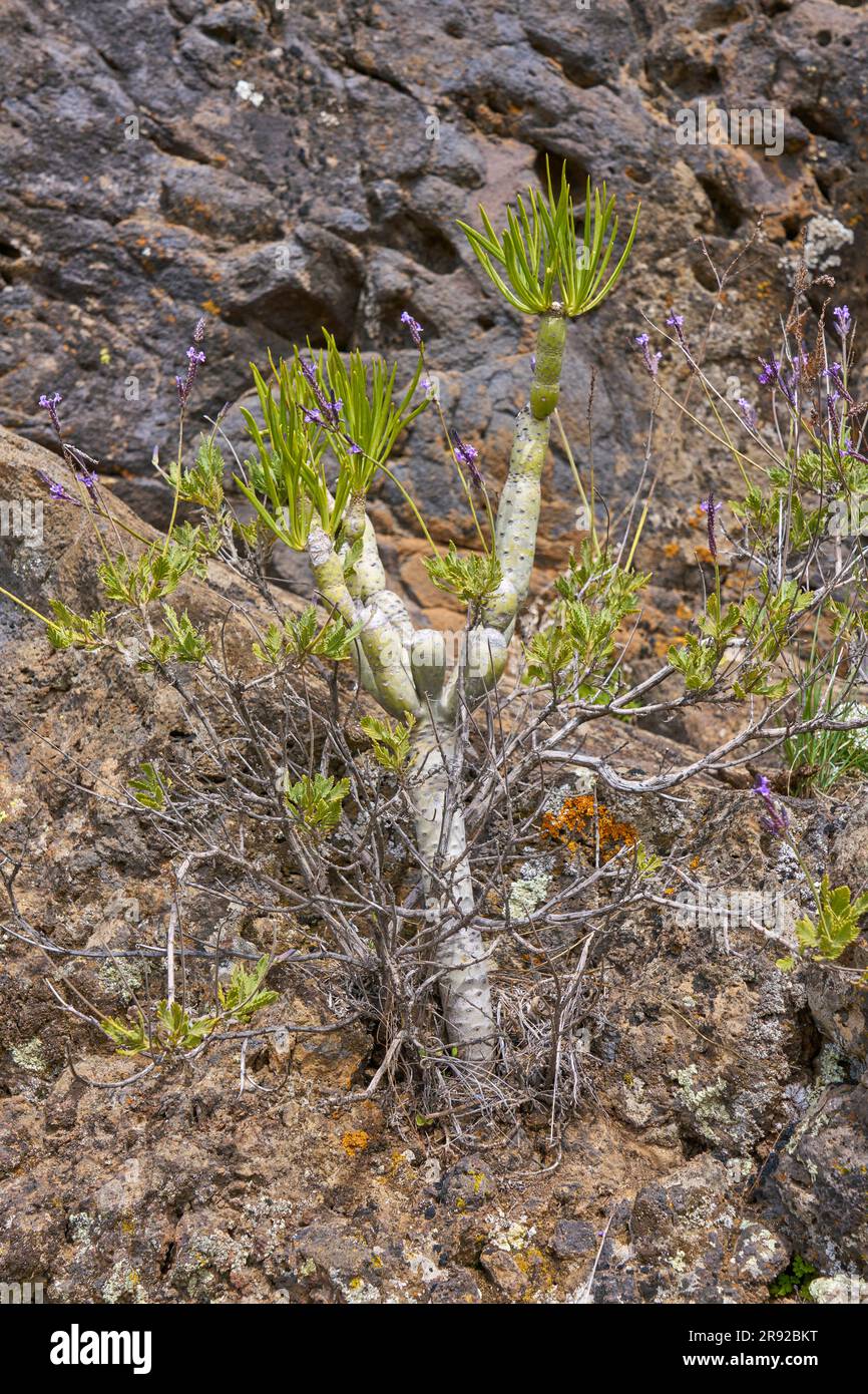 Verode, Berode (Kleinia neriifolia, Senecio kleinia), together with ...