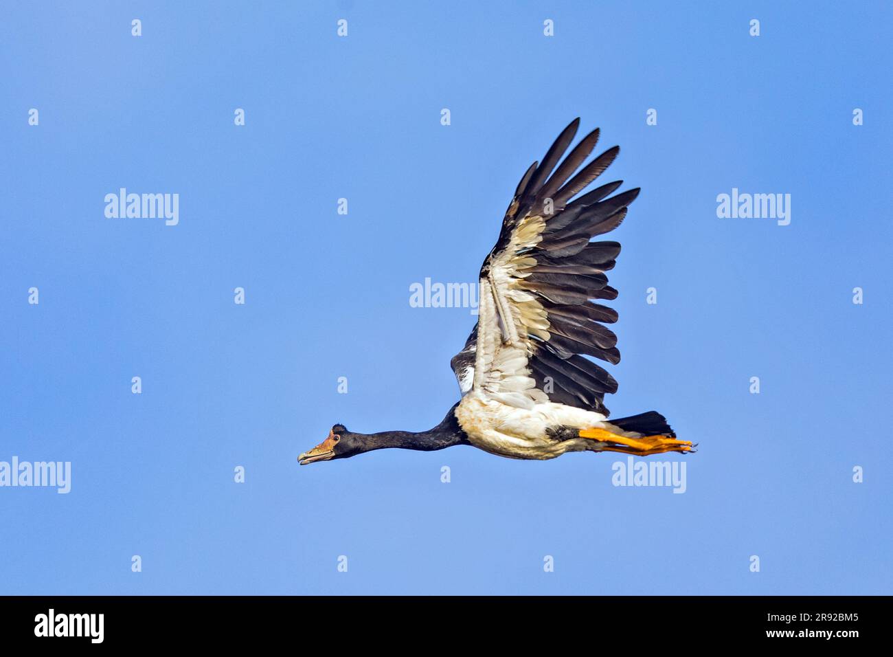 magpie goose (Anseranas semipalmata), in flight, Australia, Northern ...