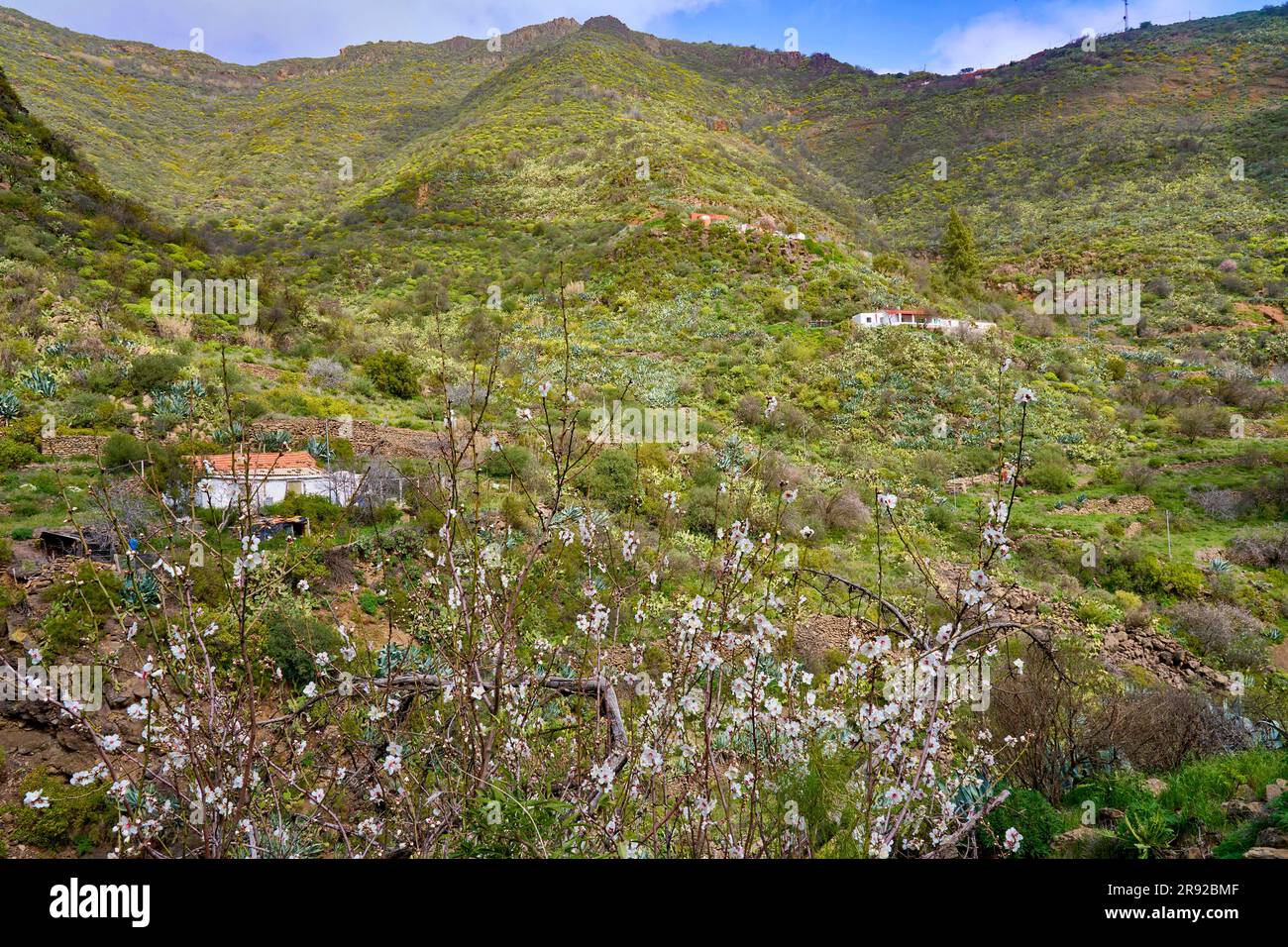Almond (Prunus dulcis, Prunus amygdalus, Amygdalus communis, Amygdalus ...