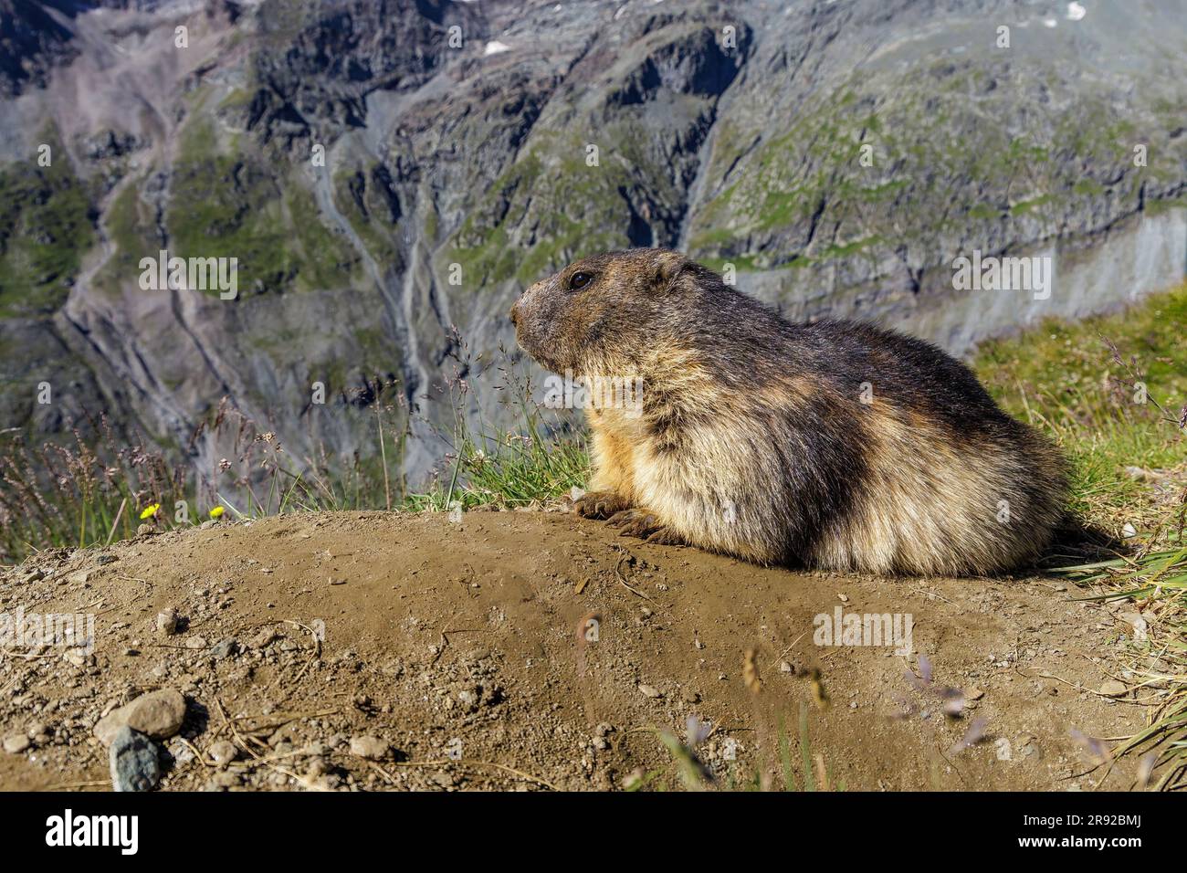 alpine marmot (Marmota marmota), lies at its den and peering, side view ...