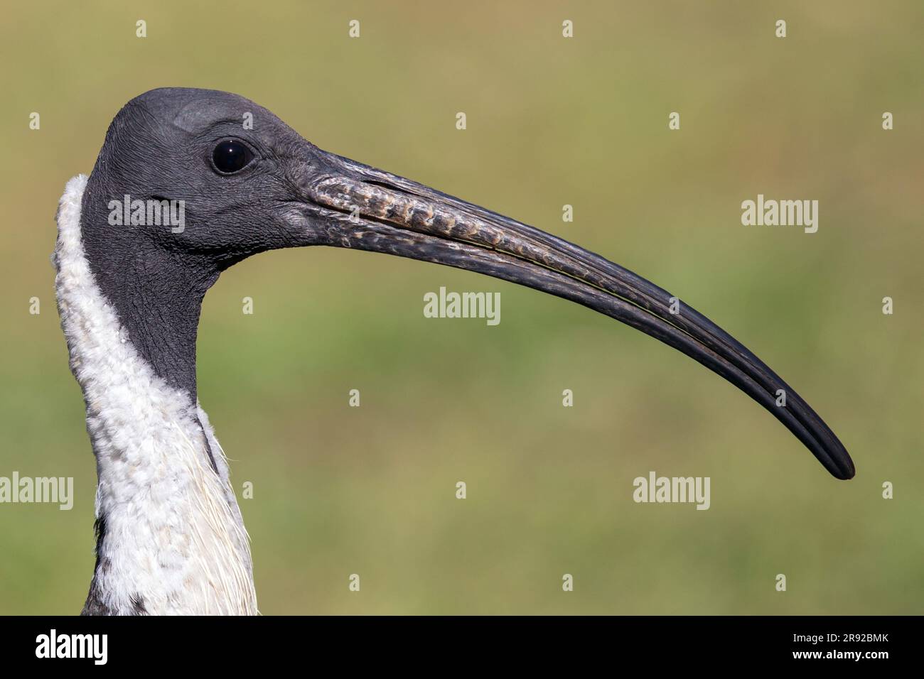 straw-necked ibis (Threskiornis spinicollis), portrait, Australia ...
