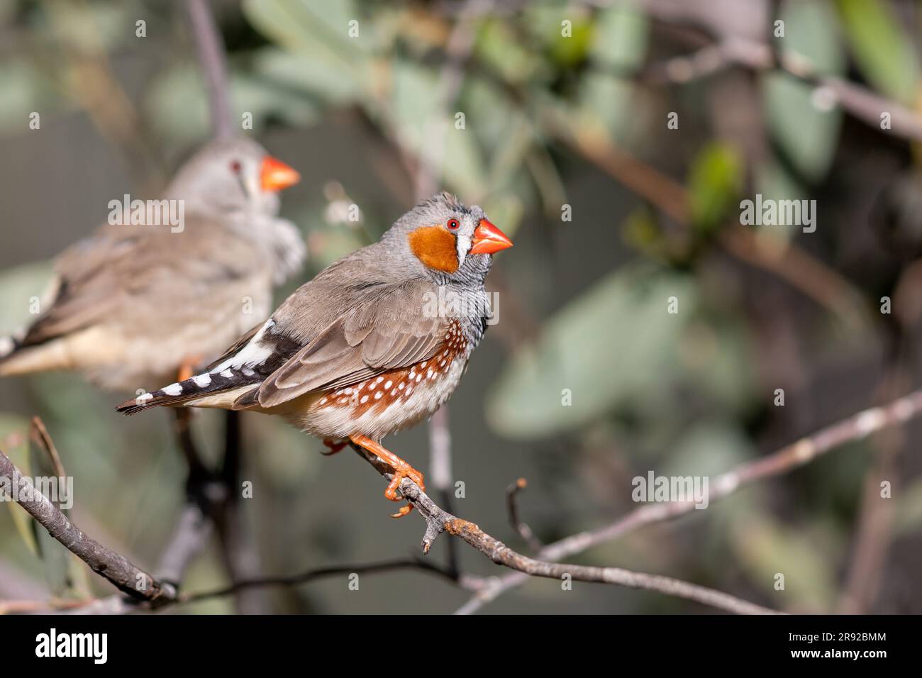 Australian finches hi-res stock photography and images - Alamy