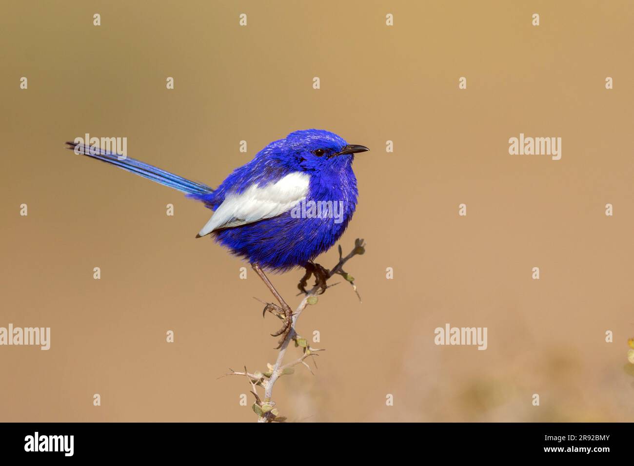 white-winged wren (Malurus leucopterus), male on a branch, Australia ...