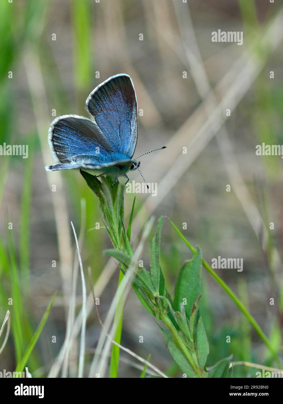 Green underside blue (Glaucopsyche alexis), side view, Finland, Turku ...