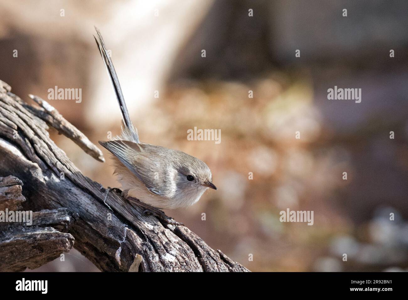 white-winged wren (Malurus leucopterus), female on a branch, Australia ...