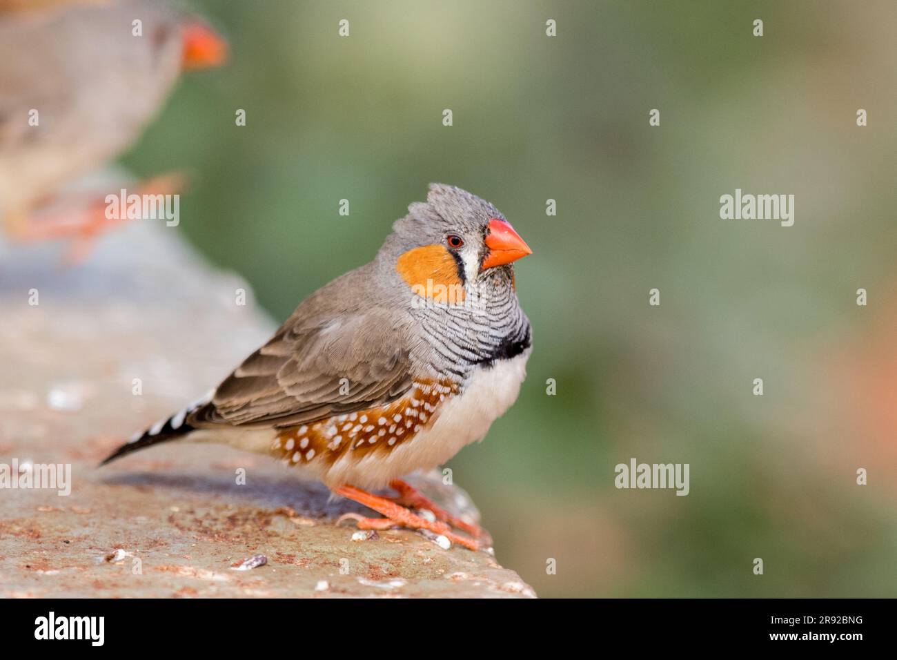 Australian Zebra finch (Taeniopygia guttata castanotis, Taeniopygia ...