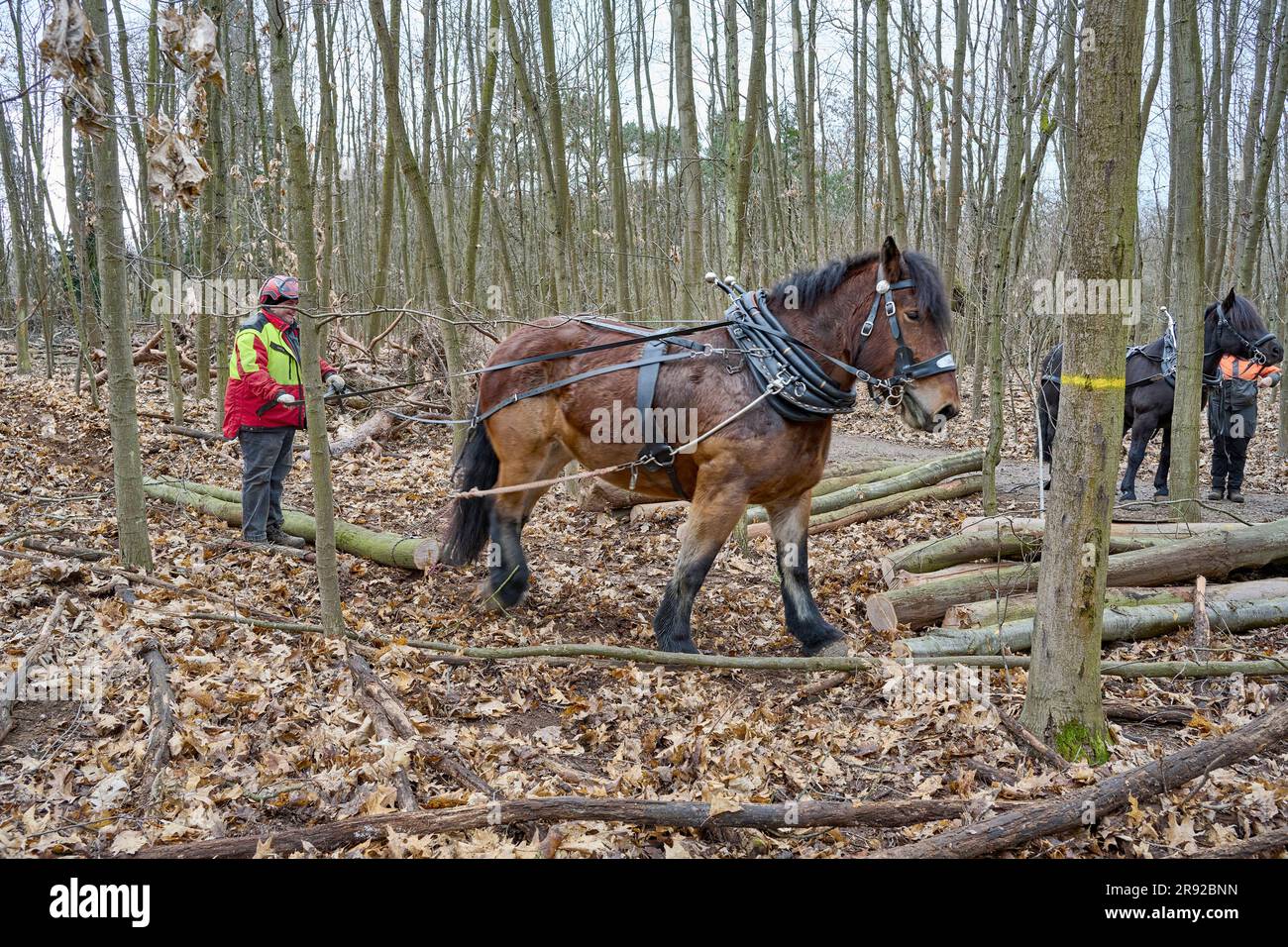 Logging horses hi-res stock photography and images - Alamy