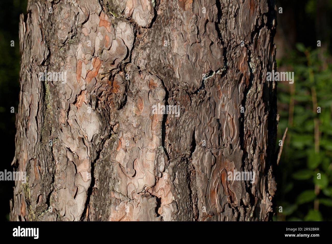 Scotch pine, Scots pine (Pinus sylvestris), bark, Germany Stock Photo ...