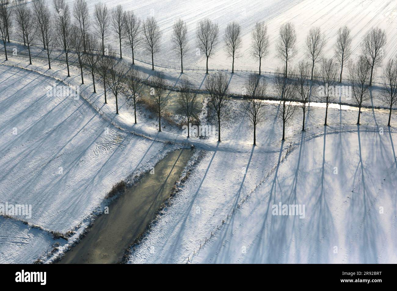 rows of trees along a ditch in winter, aerial photo, Belgium, East ...