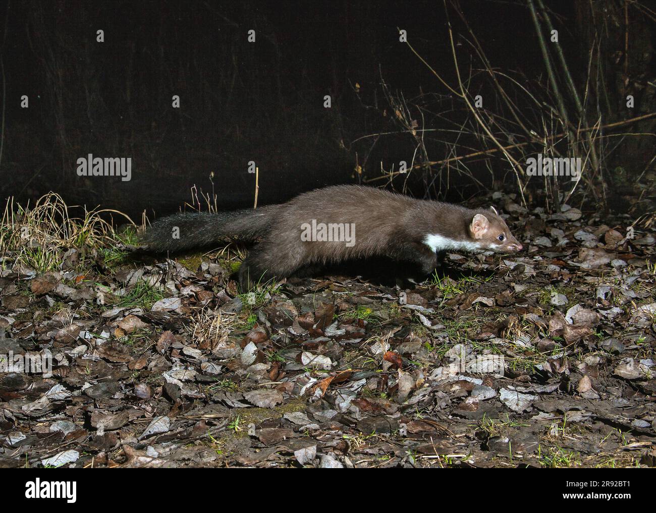 Beech marten, Stone marten, White breasted marten (Martes foina ...