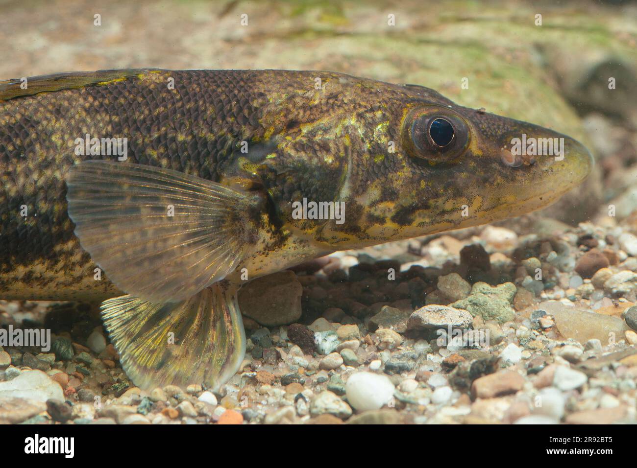 Zingel fish hi-res stock photography and images - Alamy