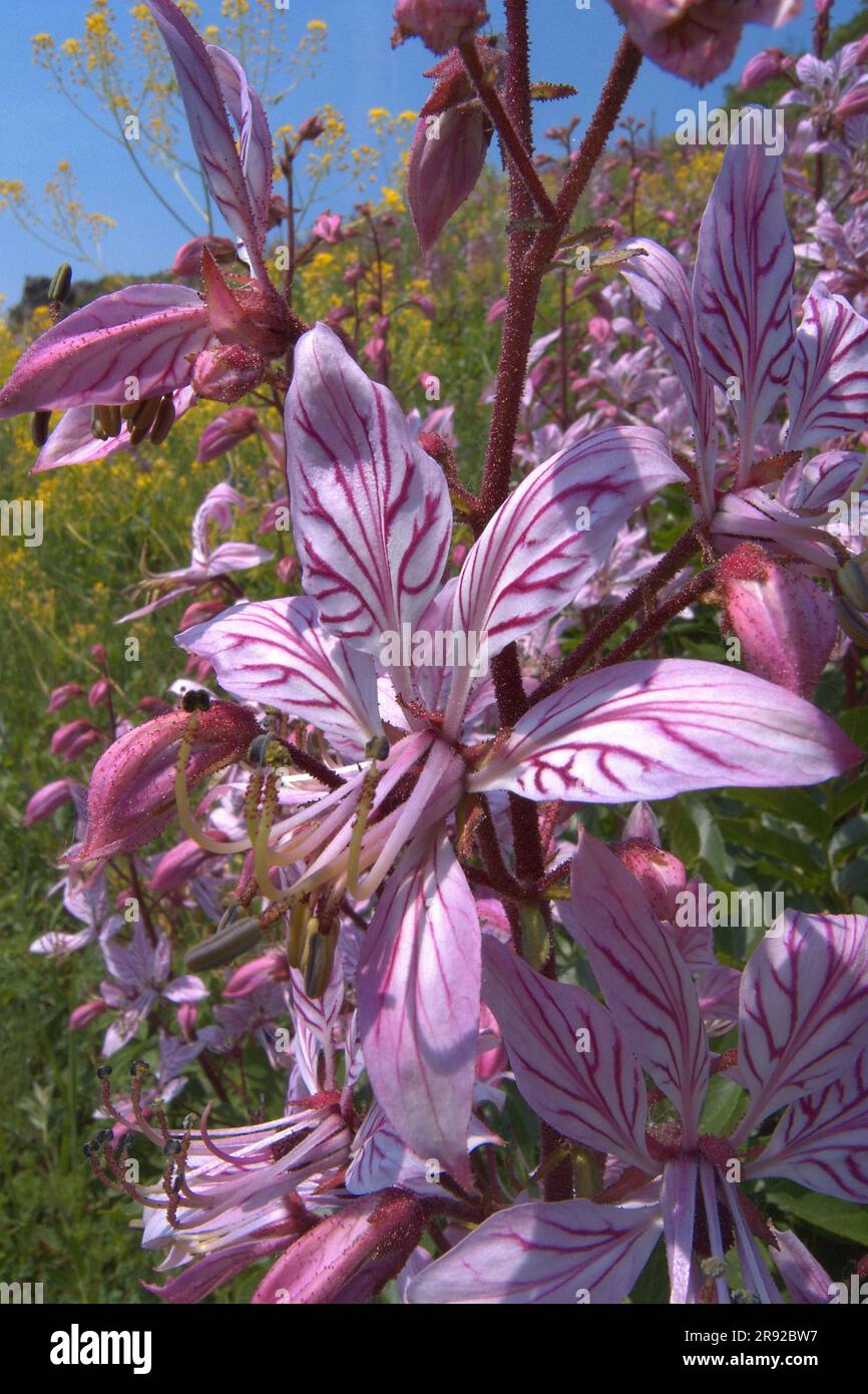 burning bush, Dittany (Dictamnus albus), flower, Germany Stock Photo ...