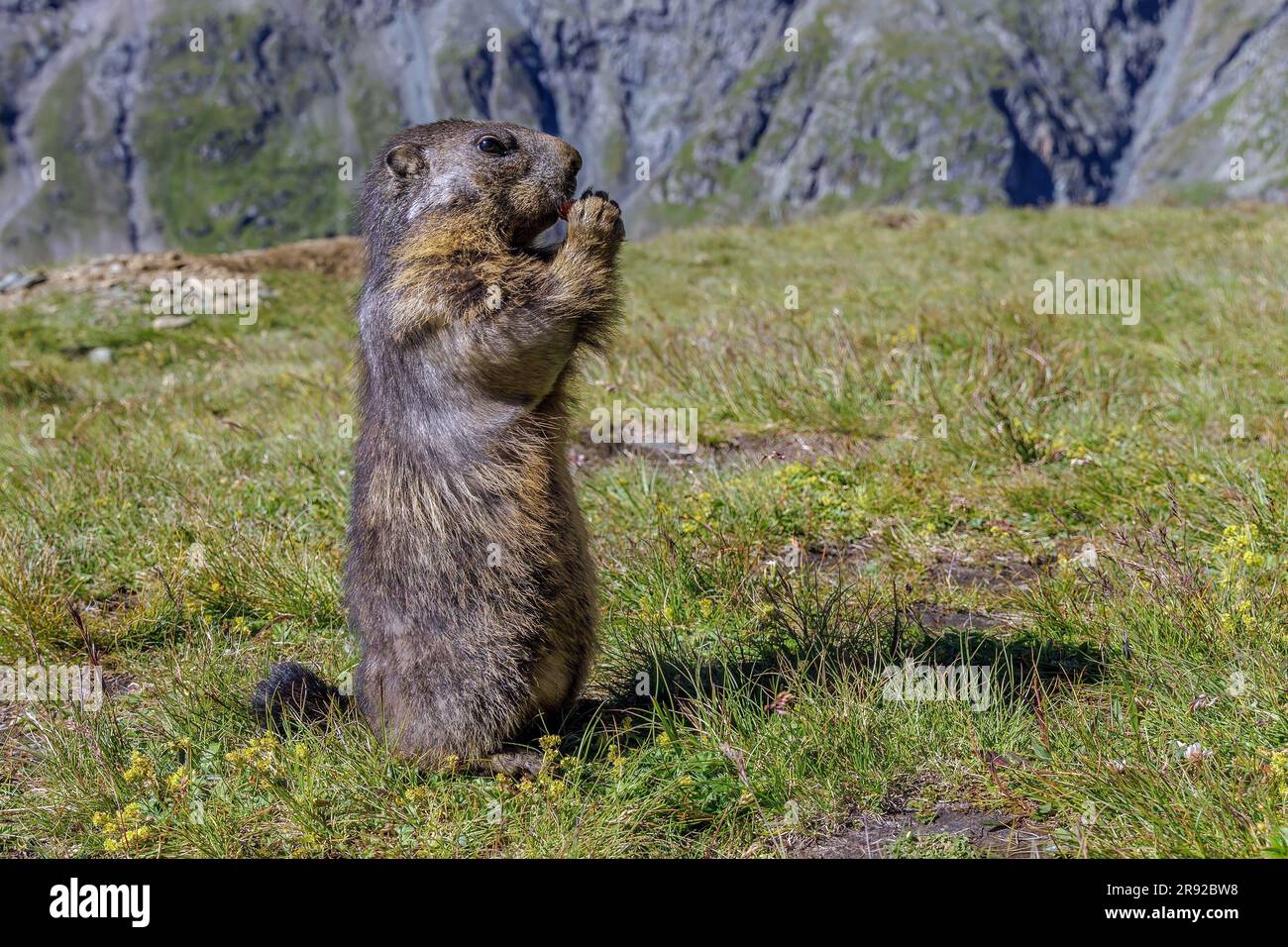 alpine marmot (Marmota marmota), stands erect on hind legs and eating, side view, Austria ...