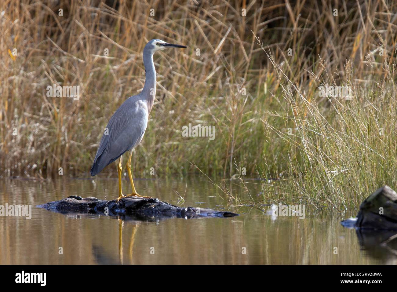 Australian egrets hi-res stock photography and images - Alamy
