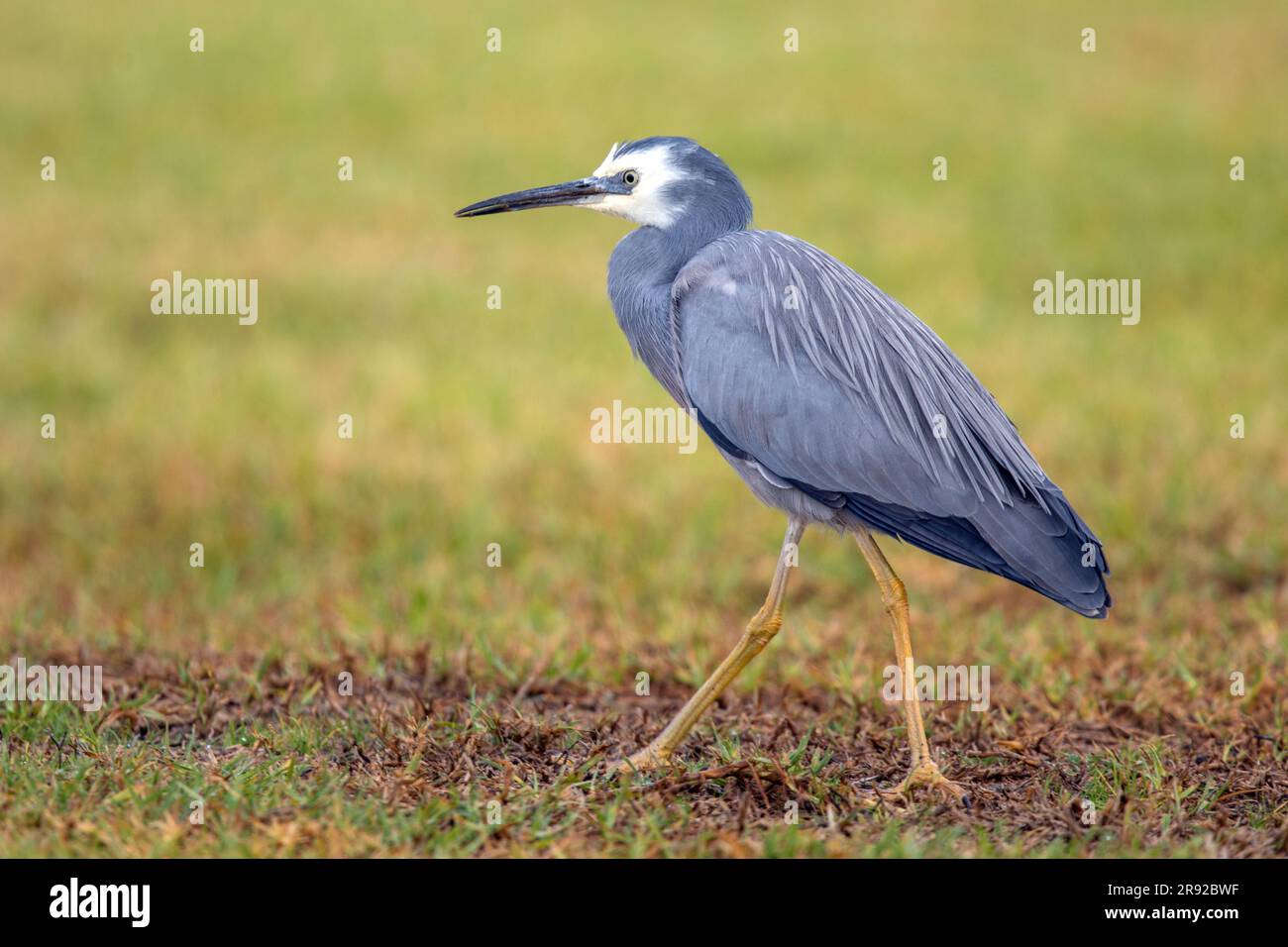 Australian egrets hi-res stock photography and images - Alamy