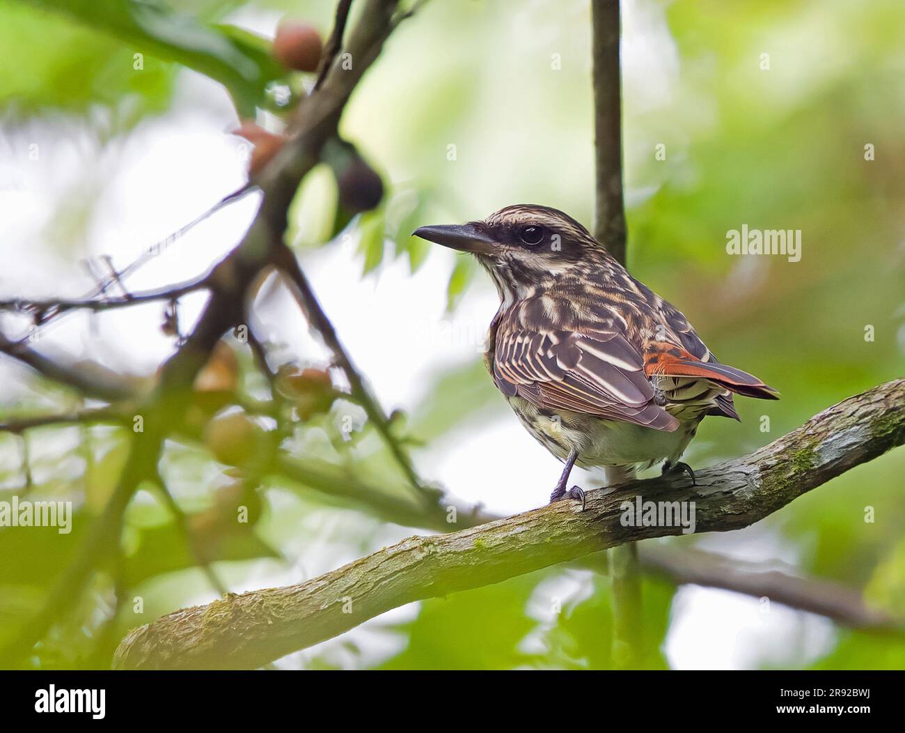Variegated flycatcher hi-res stock photography and images - Alamy