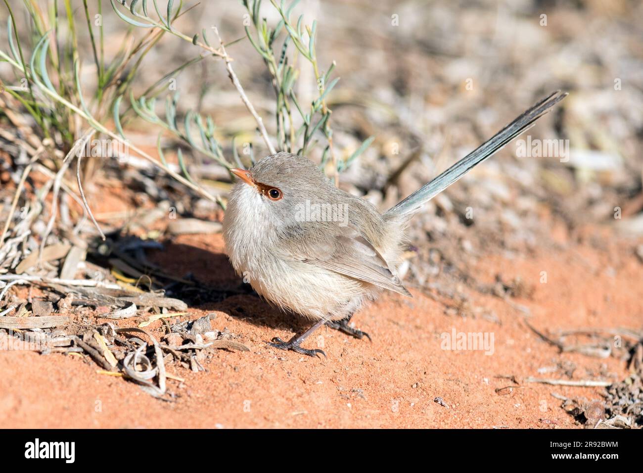 variegated wren (Malurus lamberti), female on the ground, Australia ...
