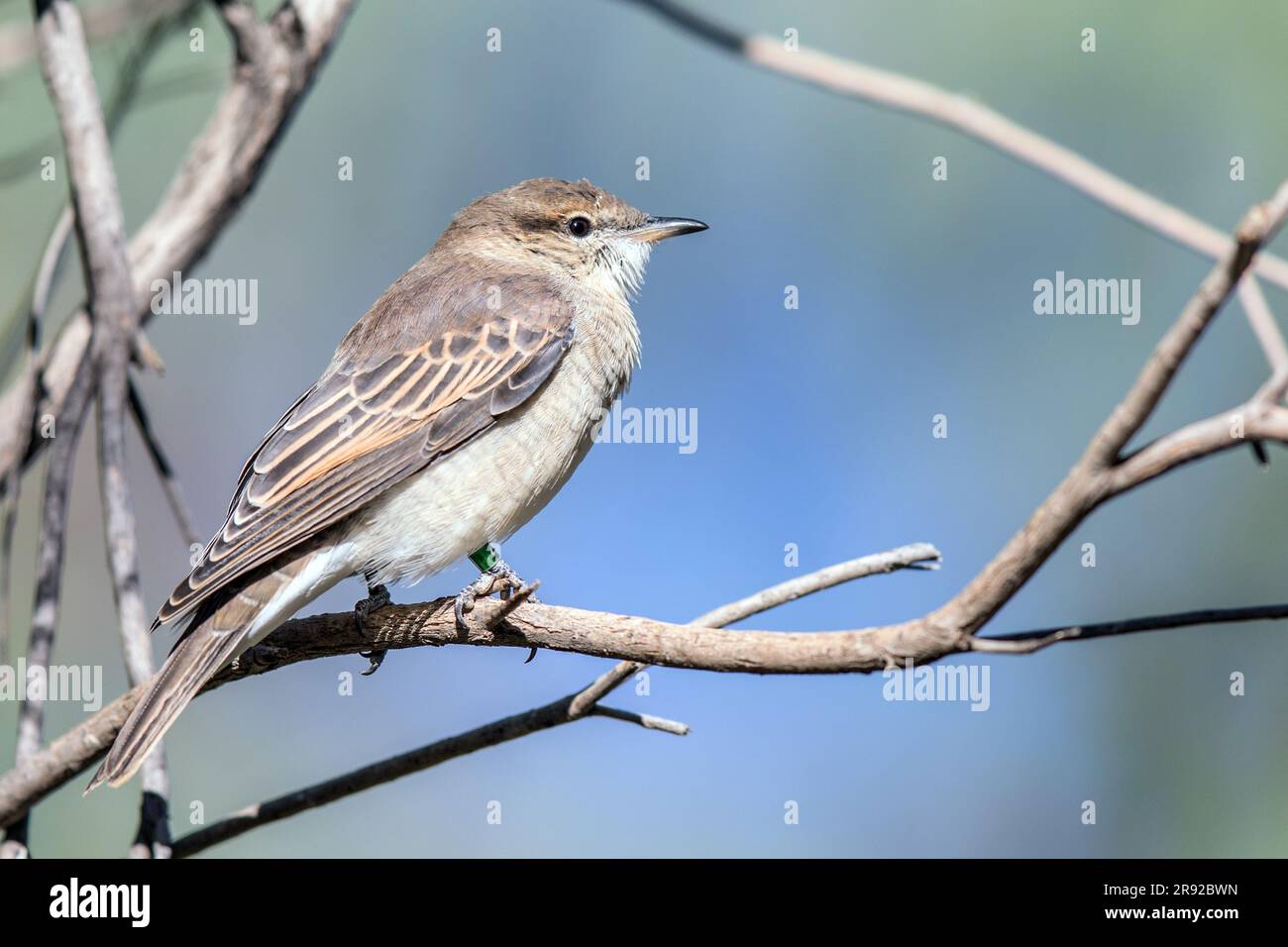 White winged trillers hi-res stock photography and images - Alamy