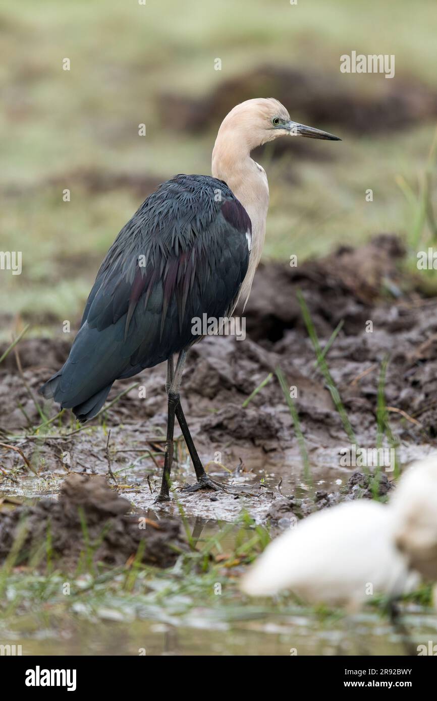 white-necked heron (Ardea pacifica), by the waterside, Australia ...